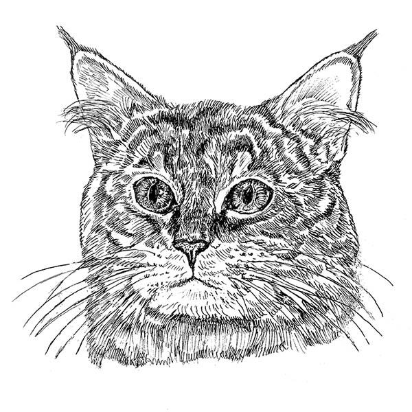 Maine Coon Cat - Hot Diggity Dog