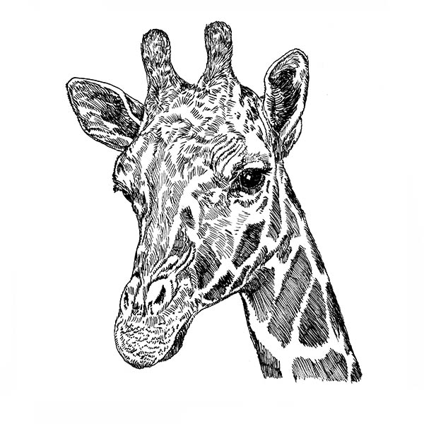 Giraffe - Hot Diggity Dog