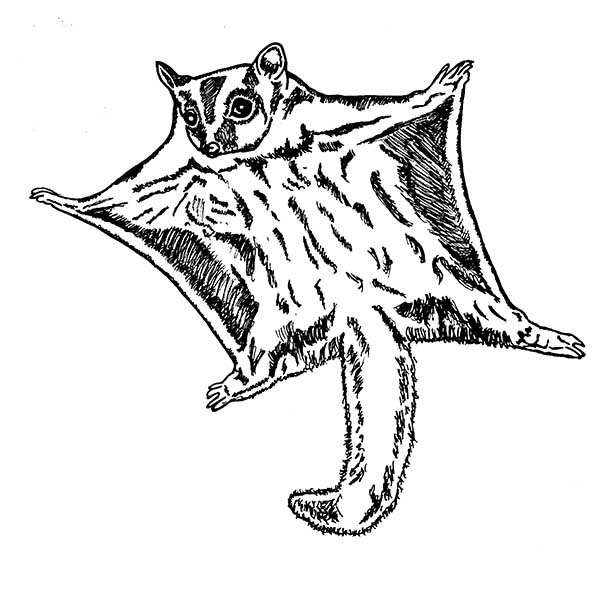 Sugar Glider1 - Hot Diggity Dog