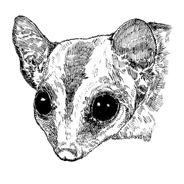 Sugar Glider2 - Hot Diggity Dog